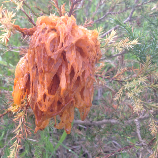 Cedar-Apple Rust | Project Noah