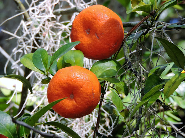 Tangerine | Project Noah