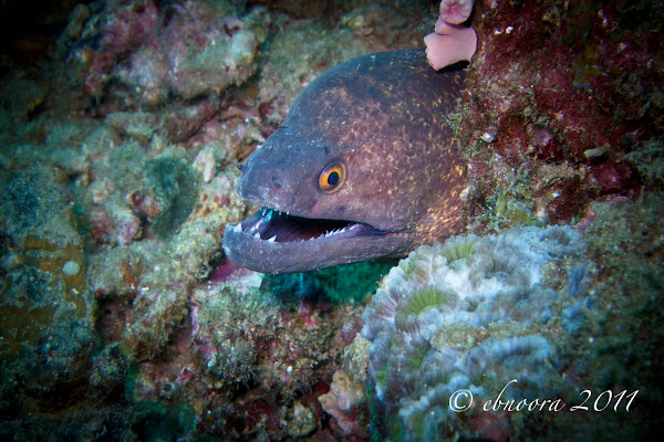 Yellow-edged Moray Eel | Project Noah