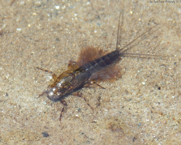 Mayfly | Project Noah