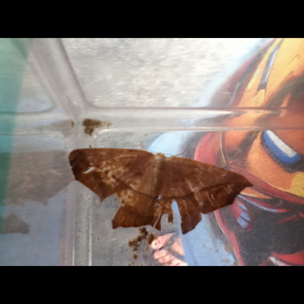 Large Maple Spanworm Moth | Project Noah