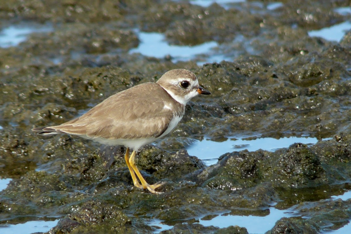Semipalmated Plover | Project Noah