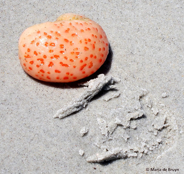 Sea pork | Project Noah