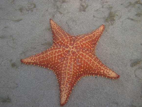 Caribbean Starfish | Project Noah