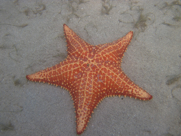 Caribbean Starfish | Project Noah