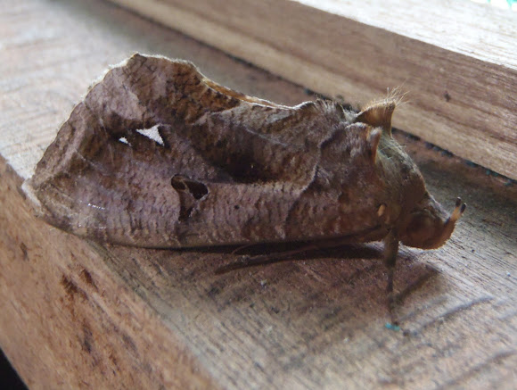 Bat-mimic Moth | Project Noah