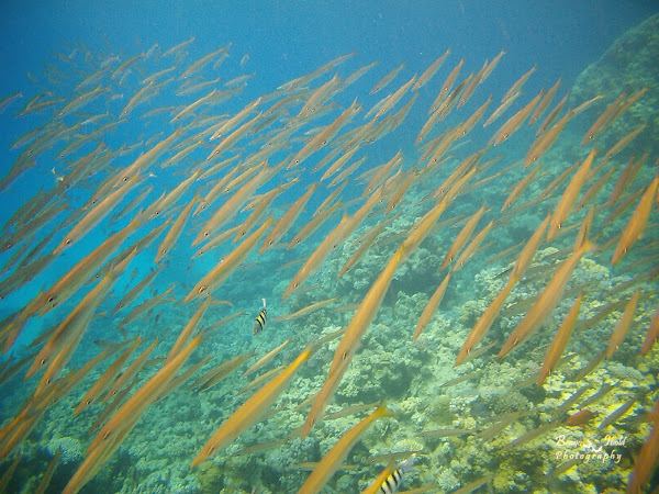 Bluespotted cornetfish | Project Noah