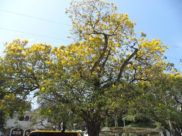 Roble amarillo | Project Noah