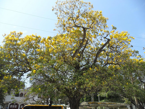 Roble amarillo | Project Noah