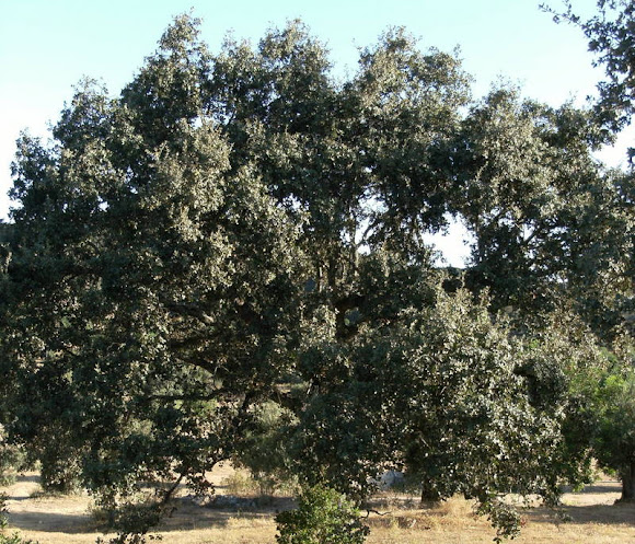 Kermes oak | Project Noah