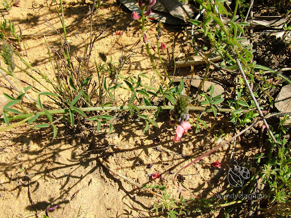 Indigofera spp | Project Noah