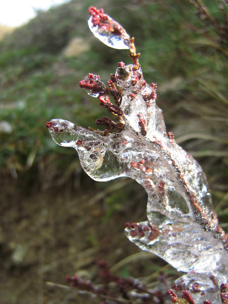 Erica | Project Noah