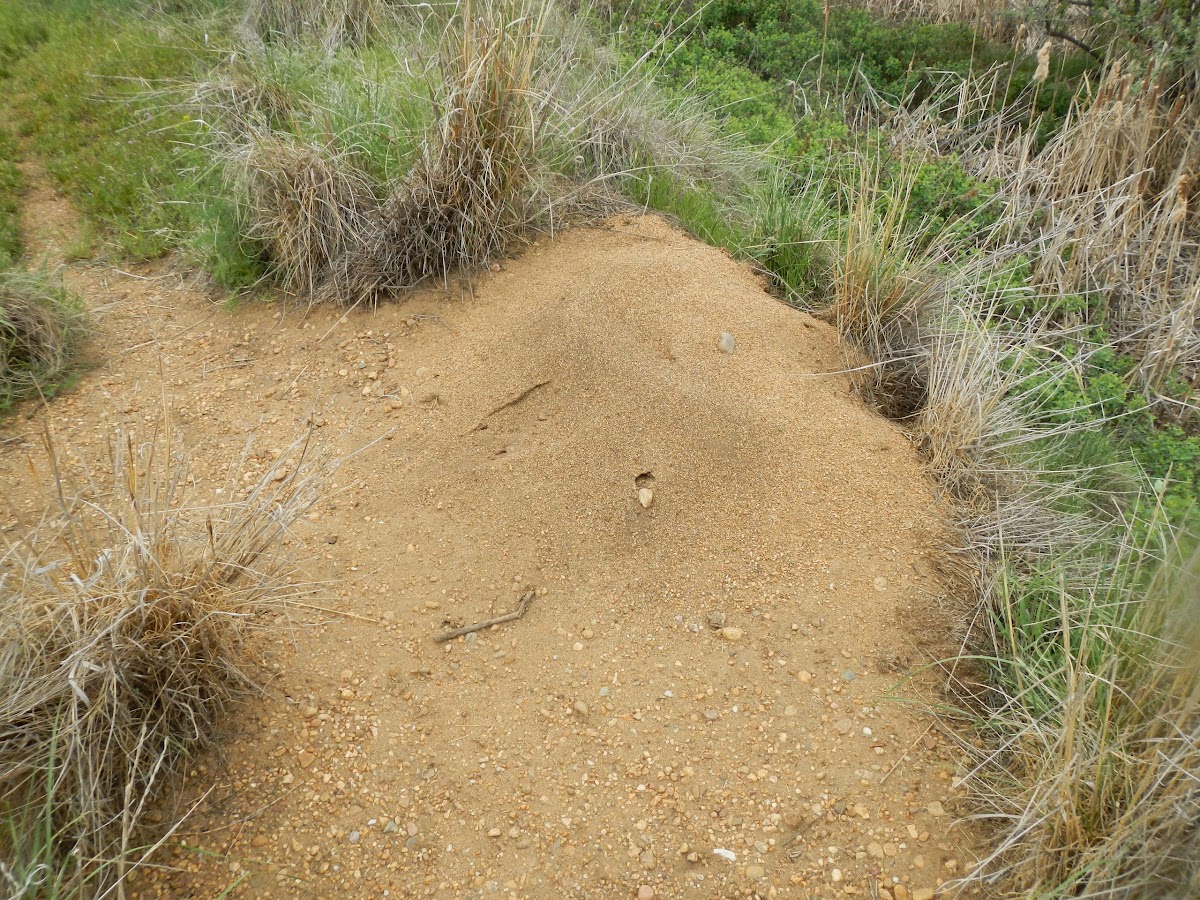 Western Harvester Ant | Project Noah