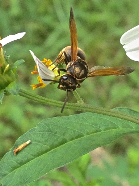 Keyhole Wasp | Project Noah