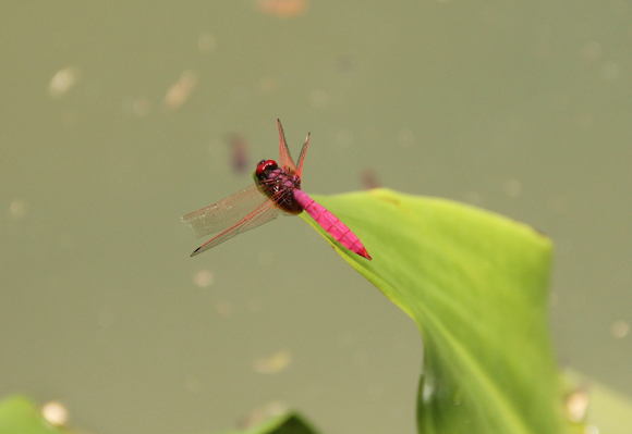 Crimson Dropwing | Project Noah