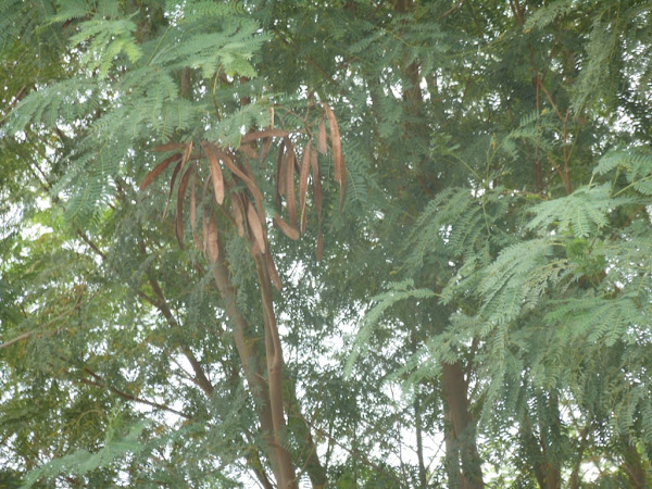 Lead Tree | Project Noah