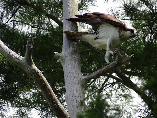 Osprey | Project Noah