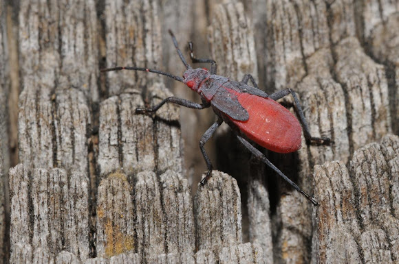 Red-shouldered bug (nymph) | Project Noah