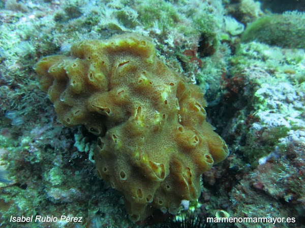 Ascidia | Project Noah