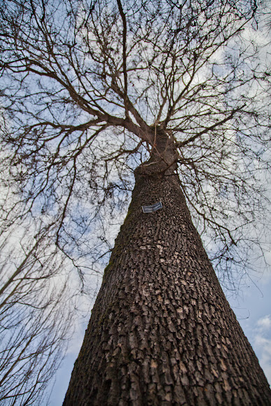American Sycamore | Project Noah