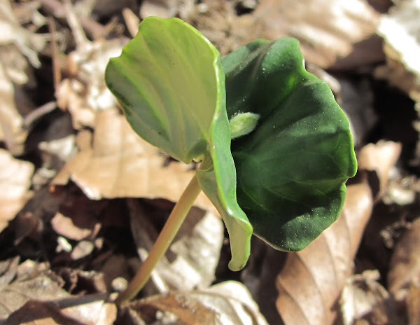European Beech sprout | Project Noah