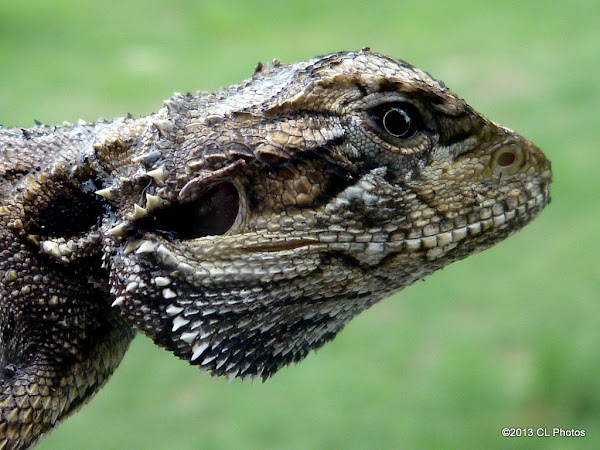 Eastern Bearded Dragon | Project Noah