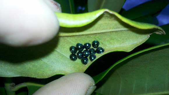 Steelblue ladybird | Project Noah