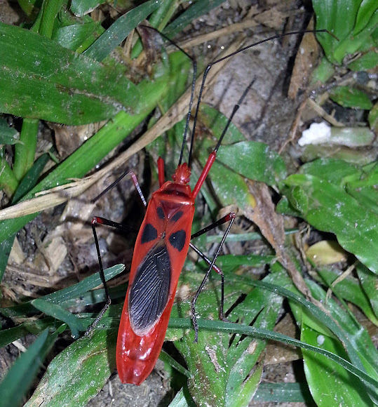 Giant Red Bug | Project Noah