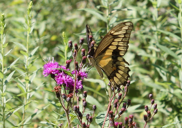 Eastern giant swallowtail | Project Noah