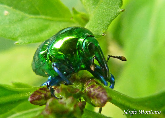 Metallic Baradine weevil | Project Noah