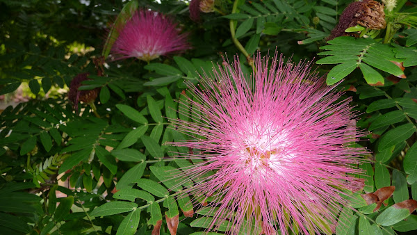 powder puff tree | Project Noah