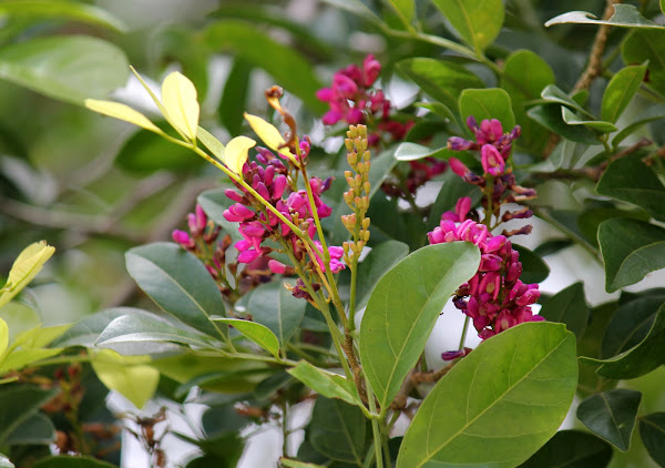 Balché Tree | Project Noah