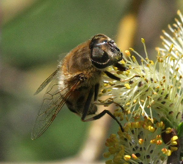 Bee fly | Project Noah