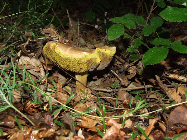 Yellow-cracked bolete | Project Noah