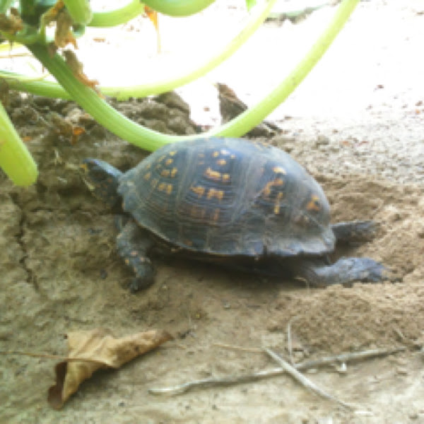 Eastern Box Turtle | Project Noah