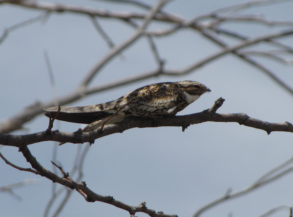 Common Nighthawk | Project Noah