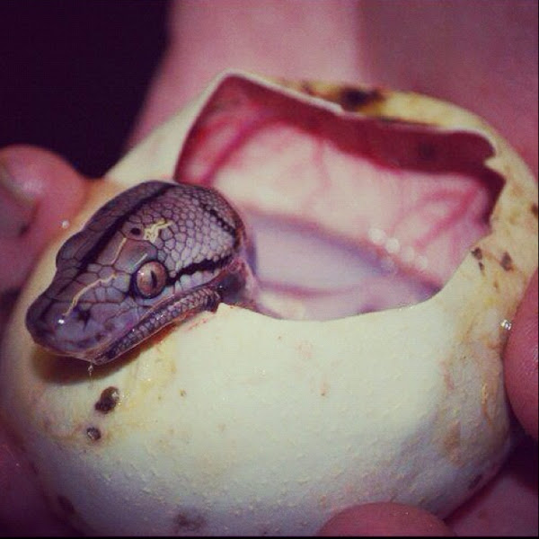 Boa constricter | Project Noah