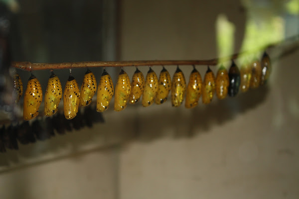 Tree Nymph et al. | Project Noah