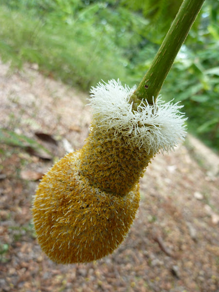 Sator bean (Stink bean) | Project Noah