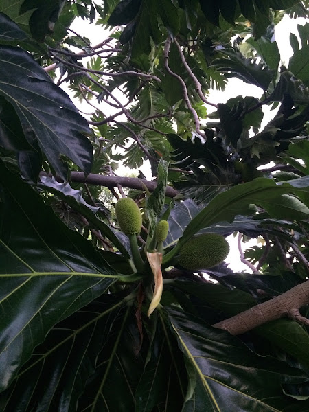 Breadfruit | Project Noah