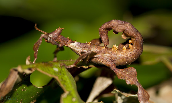 Spiny Leaf Insect | Project Noah