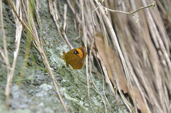 Moth - Callidulidae | Project Noah