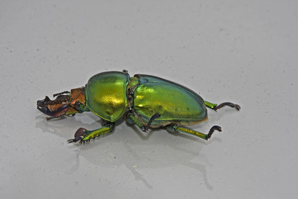 Golden Green Stag Beetle | Project Noah