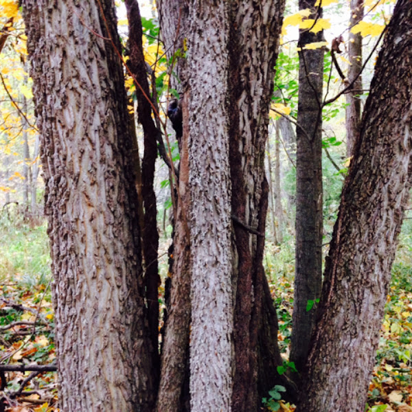 Common Hackberry | Project Noah