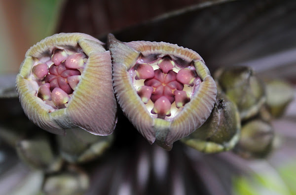 Black Bat Flower | Project Noah