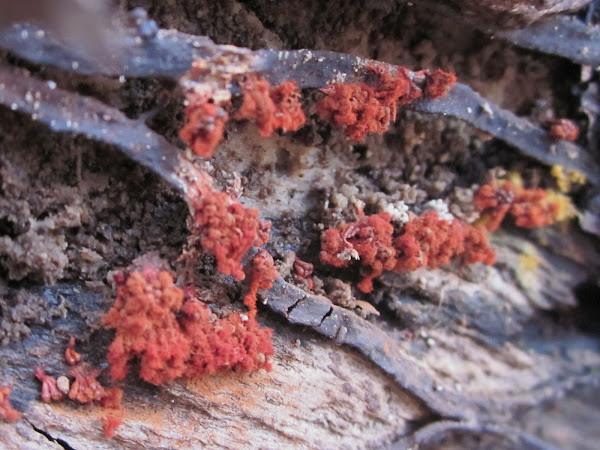 red wasp nest slime mold | Project Noah