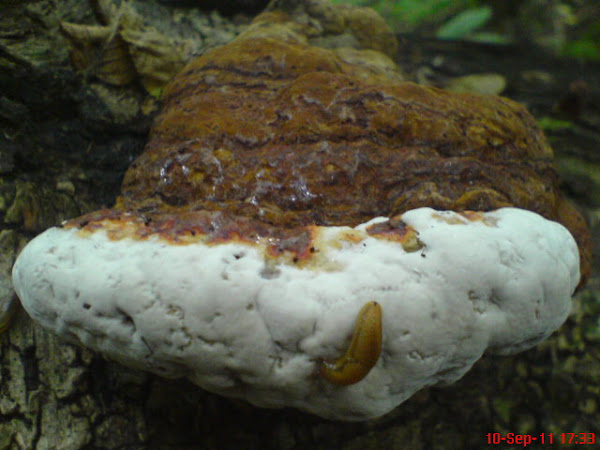 Antrodia serialis | Project Noah