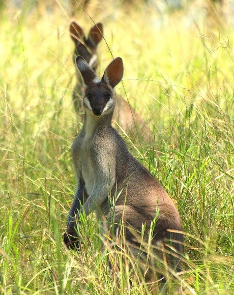 Pretty Faced Wallaby | Project Noah