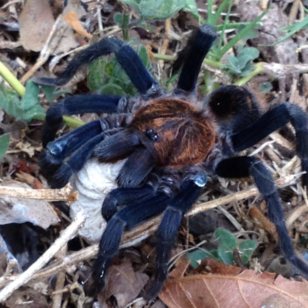 Costa Rican Suntiger Tarantula | Project Noah