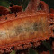 Monkey Slug or Hag Moth Caterpillar | Project Noah